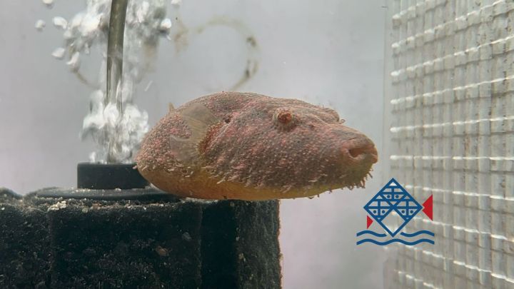 Hairy Puffer/Live Fish/Freshwater Puffer 毛毛狗头/活鱼/淡水河豚(Sin Quan ...