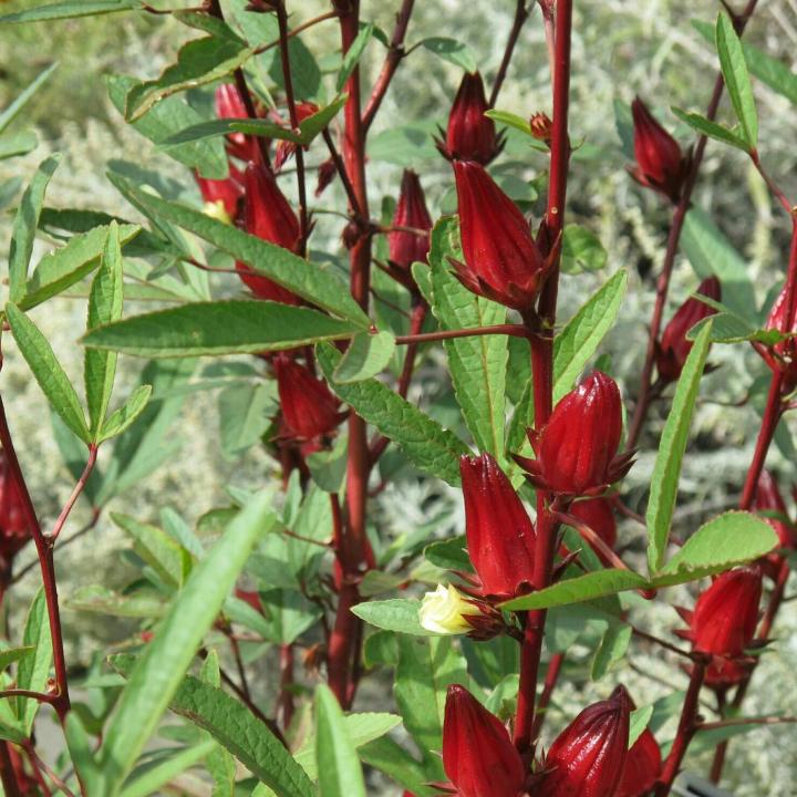 Roselle Seeds (Hibiscus Sabdariffa) | Lazada PH