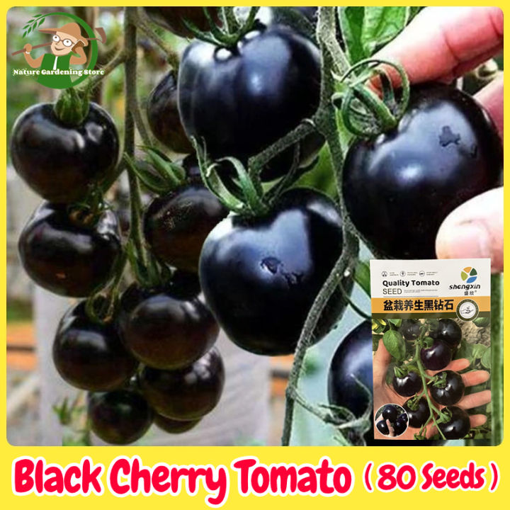Fresh Organic Black Cherry Tomato Seed for Planting (80 Seed) 黑樱桃番茄种子 ...