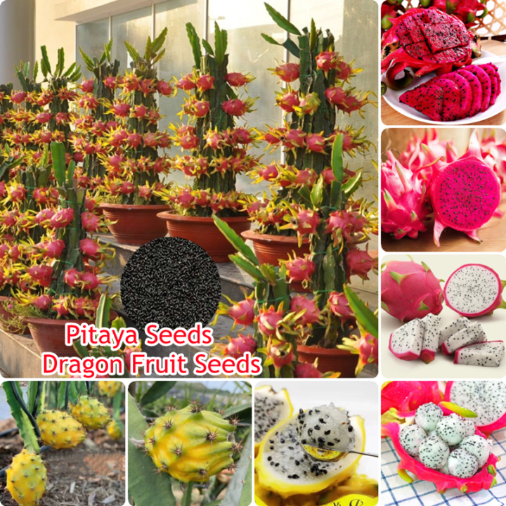Mixed Varieties Sweet Pitaya Seeds Dragon Fruit Seeds for Planting (100 ...