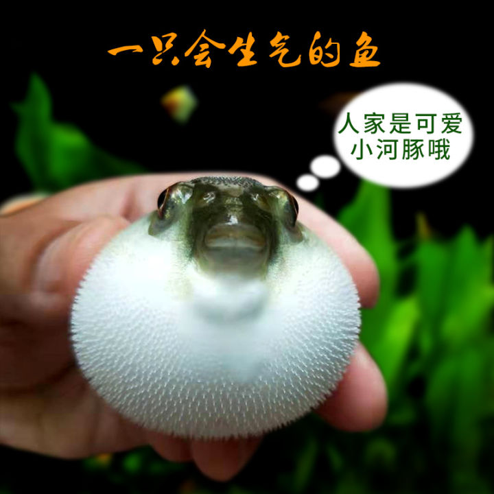 Small puffer fish ornamental fish living submarine chocolate doll dog ...