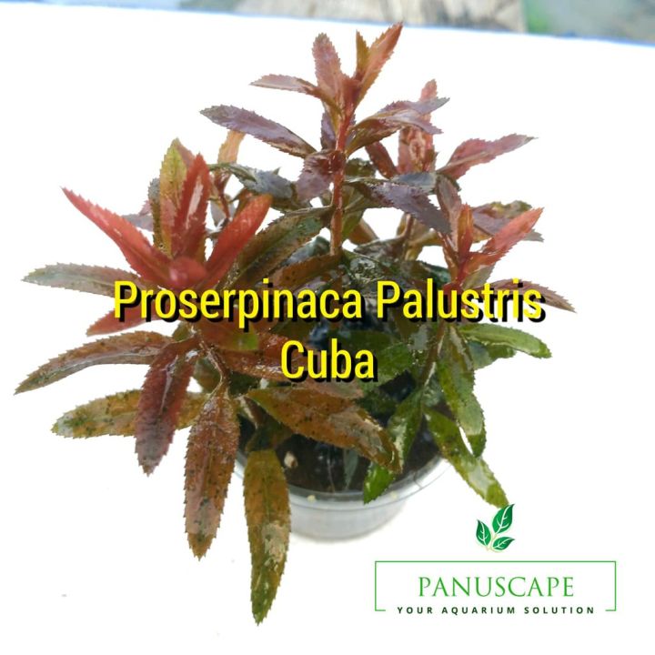 Proserpinaca Palustris Cuba | Lazada Indonesia