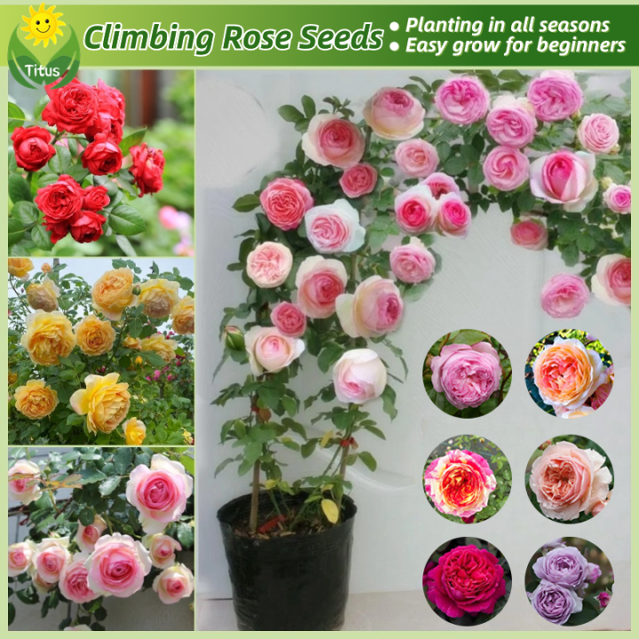 100% Legit Climbing Rose Seeds Assorted Flower Seeds for Planting ...