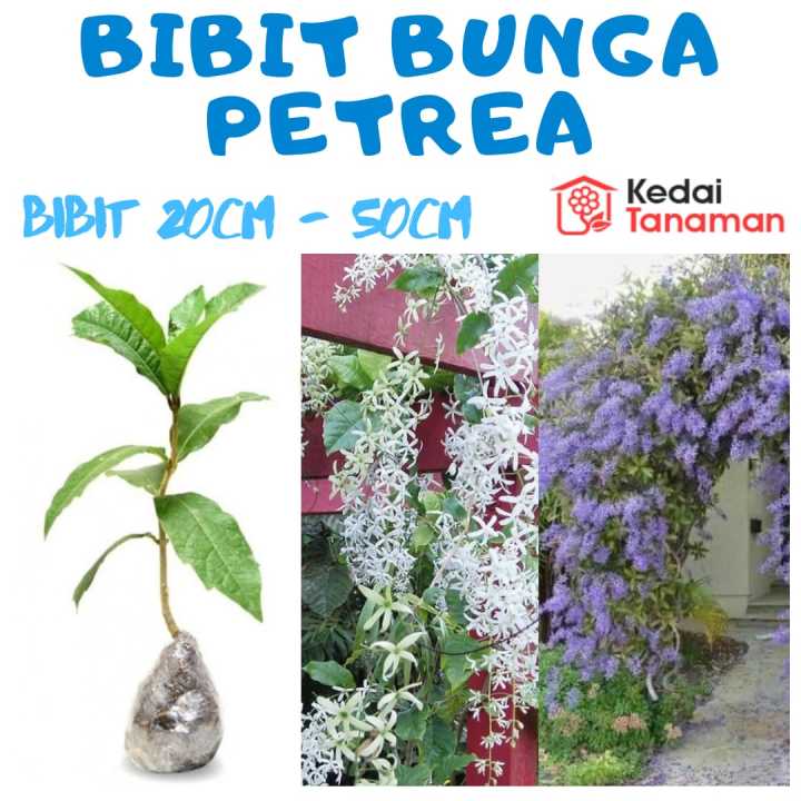Bunga Merambat Petrea - Tanaman Hias Merambat Bunga Petrea - Bunga ...