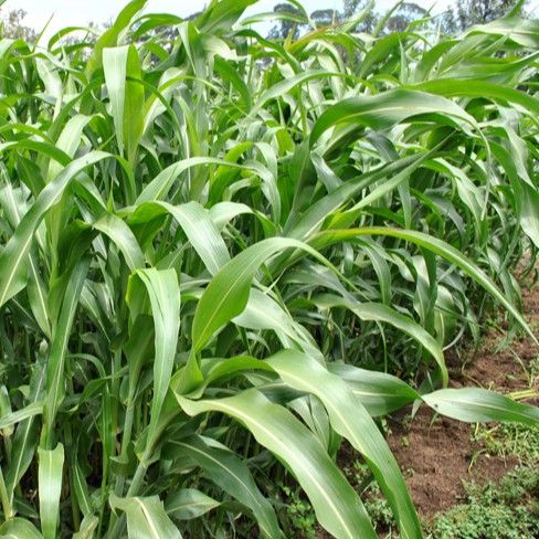 BIJI BENIH RUMPUT SWEET JUMBO / RUMPUT JAGUNG / RED SORGHUM 100 Biji ...