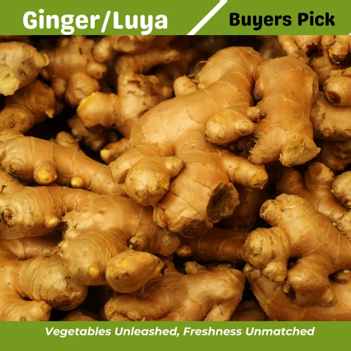 Fresh Ginger Luya Laya from Benguet 500g | Lazada PH