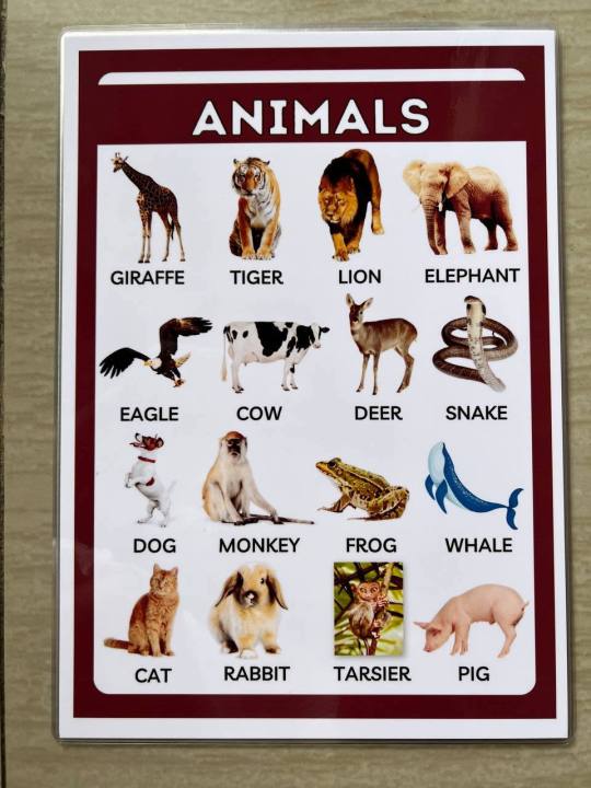 Educational learning materials for kids Laminated A4 Size Chart ANIMALS ...