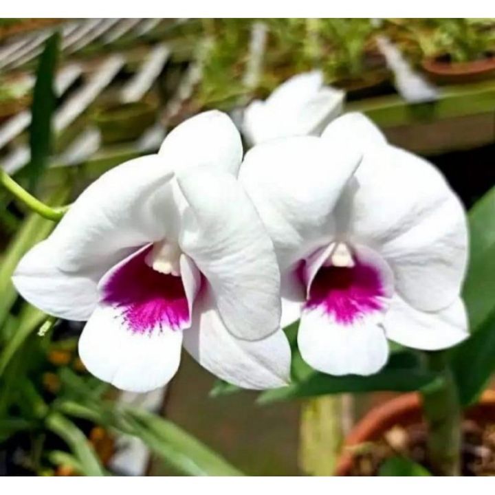 Pohon Anggrek Dendrobium Bunga Putih / Starlet Sudah Spike | Lazada ...
