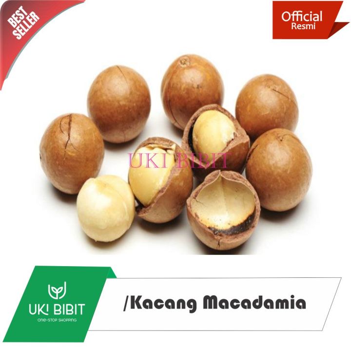 ( 1 Butir ) Benih Kacang Macadamia Nuts | Kacang Madame | Lazada Indonesia