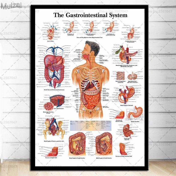 Anatomical Chart Poster Human Body Anatomy Medical Canvas Painting ...