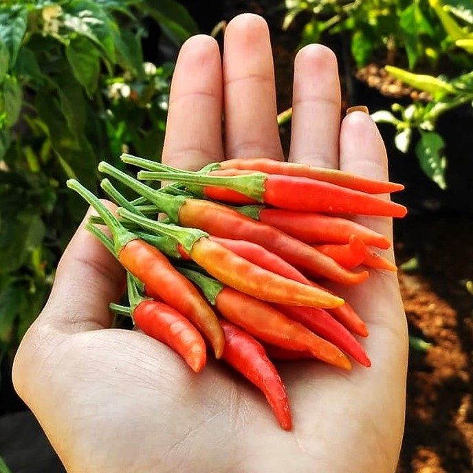 PlantSeed - 20 Benih Bibit Cabe Rawit Setan DEWATA 43 F1 | Lazada Indonesia