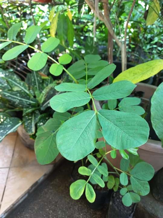 akapulko seedling plant | Lazada PH