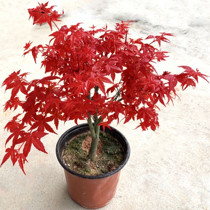 【100% Original】pokok Bonsai Biji Benih Japanese Red Maple Tree Seeds ...
