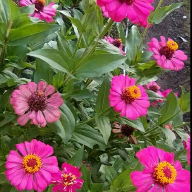 Tanaman hias Bunga matahari liar | Lazada Indonesia