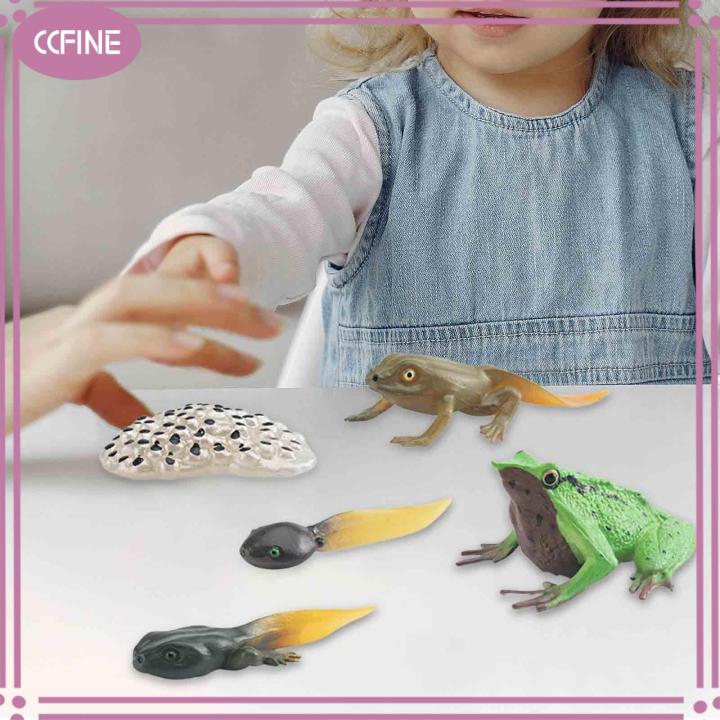 CCFine Life Cycle of Frog Toys Biology Model Realistic Teaching Props ...