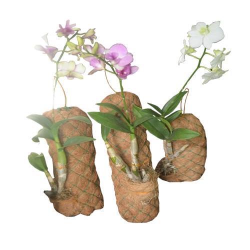 STEVEN'S ONLINE SHOP l 10pcs Coco wattles 30cm Best for Orchids/Best ...