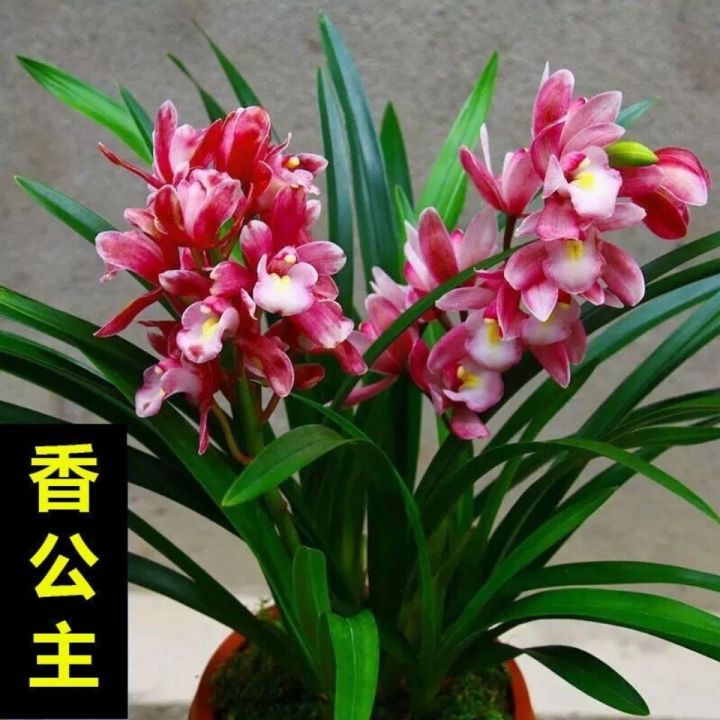 green plants[Fragrant type] Orchid blooming in four seasons Jianlan ...