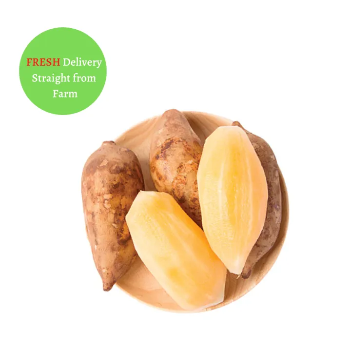 Yacon Cameron Highlands 金马仑雪莲果 (Delivery Friday Only) | Lazada