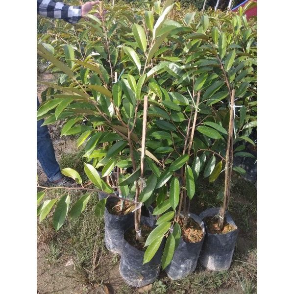 Pokok Durian Musang King/ Duri Hitam 6kaki | Lazada