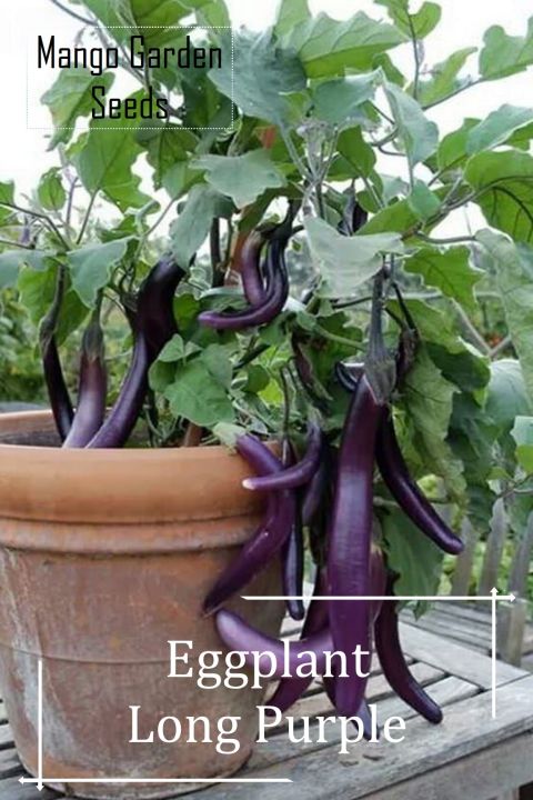 Long Purple Eggplant Seeds - 50 seed *Pot Friendly* Tanam Pasu, Benih ...