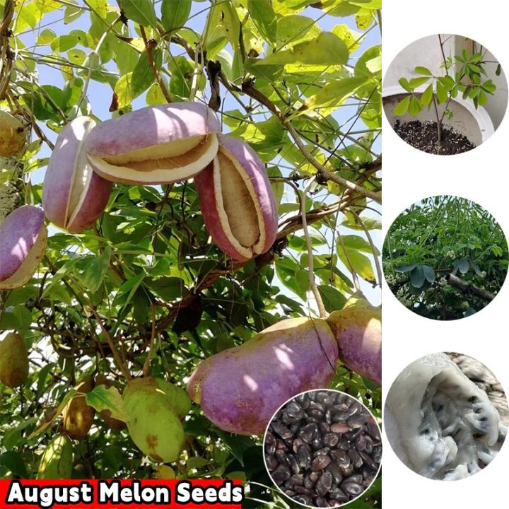 [Good Seed] พร้อมส่ง เมล็ดพันธุ์ August Melon Seeds ที่ปลูกง่าย เมล็ดสด 100% บรรจุถุงละ 50 เมล็ด ...