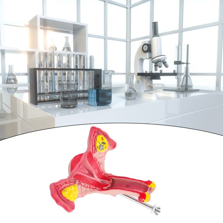 (QJEV) 1:1 Human Female Uterus Ovary Fallopian Tubes Model Anatomical ...
