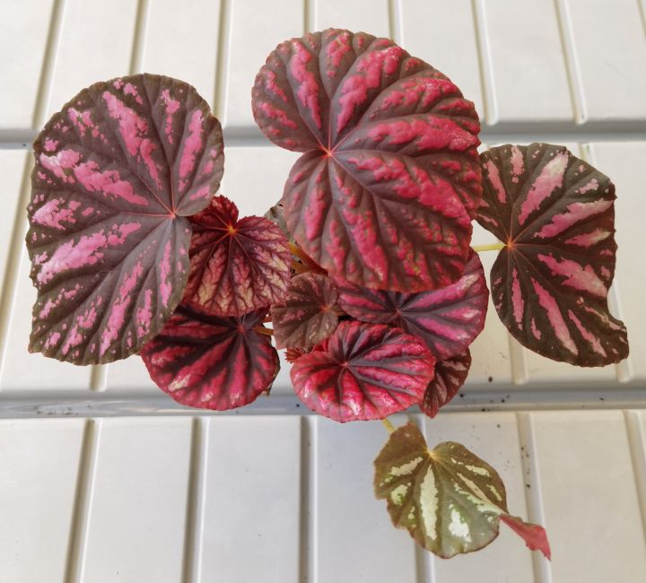 NMS / Begonia Rex / Asam Batu 秋海棠 Rare (12CM Pot Size) | Lazada