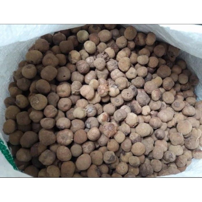 Paket 1Kg Biji Benih Kayu Jati Emas Super Siap Semai | Lazada Indonesia