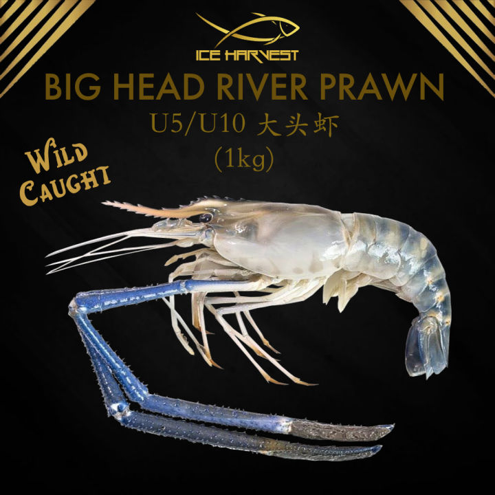 Big Head Prawn River Prawn U5 U10 1kg Wild Caught Fresh Frozen 大头虾 ...
