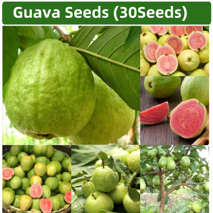 30seeds Bonsai Guava Seeds for Planting Vegetable Plants-Fresh Taiwan ...