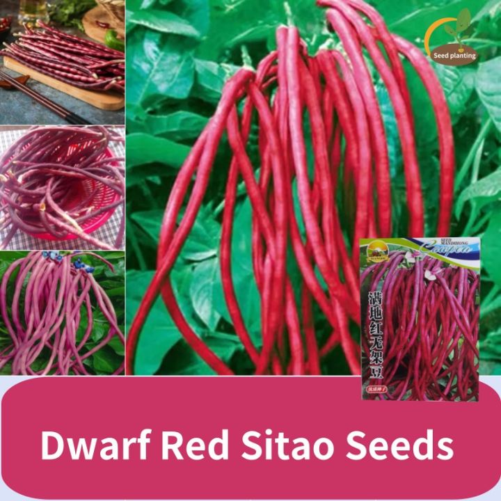 100%Legit 40 เมล็ด/แพ็ค Dwarf Red Sitao Seeds เมล็ดถั่วแดง Frameless ...