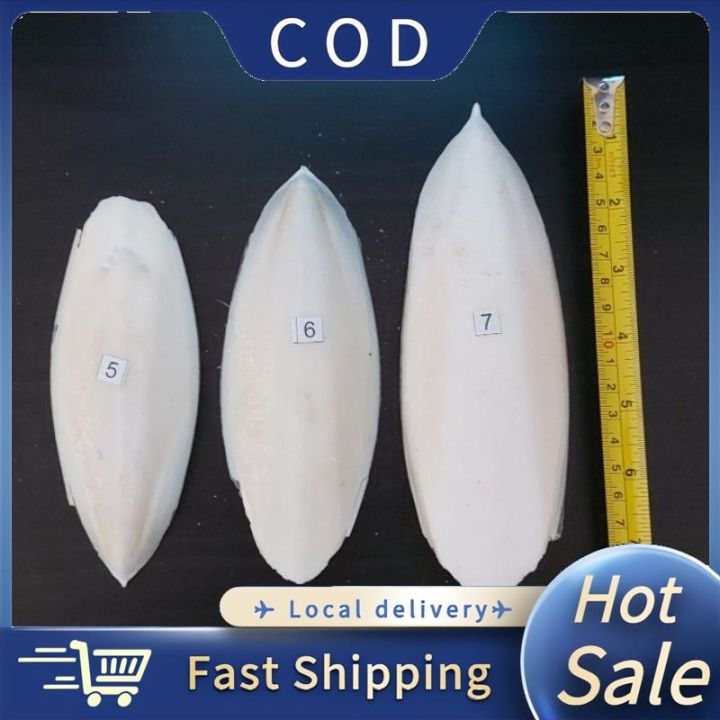 【💝Hot Sale💝】 Cuttlebone (cuttle bone) for Birds (sold per piece ...