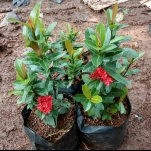 Tanaman hias asoka india bunga merah - Pohon soka india bunga merah ...