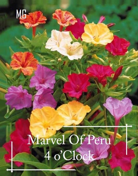 4 O' Clock Flower Seeds - 50 Seed ( 4点花 ) *Pot Friendly* Tanam Pasu ...