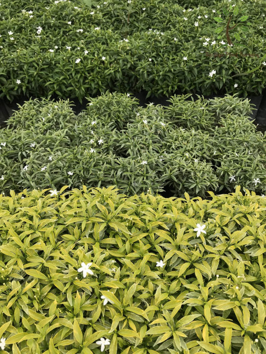 Berjaya Plant Nursery - Jasmine Jeliti/Ervatamia(Pokok Bunga Hidup ...