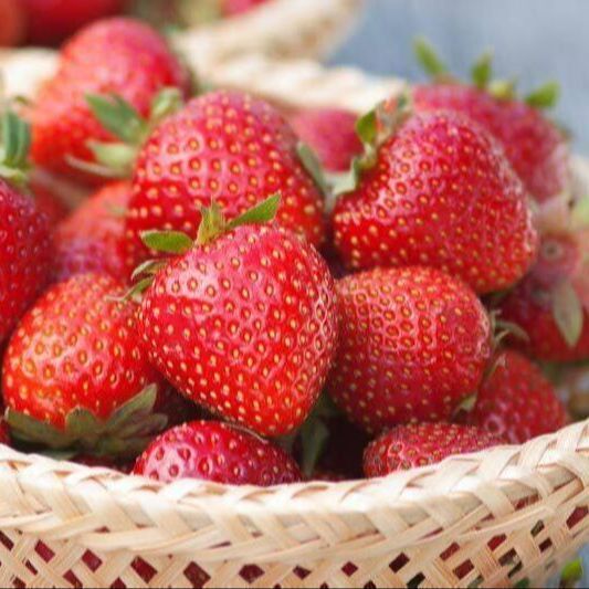 20 เมล็ด Tristar Strawberry เมล็ดสตอเบอร์รี่ ของแท้ 100% สตรอเบอร์รี่ ส ...