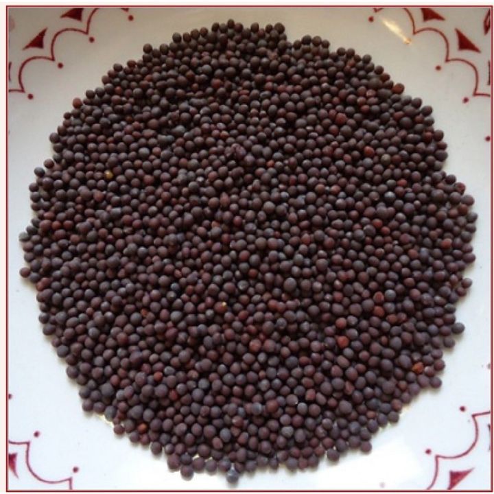1KG Biji Sawi/ Mustard seed | Lazada