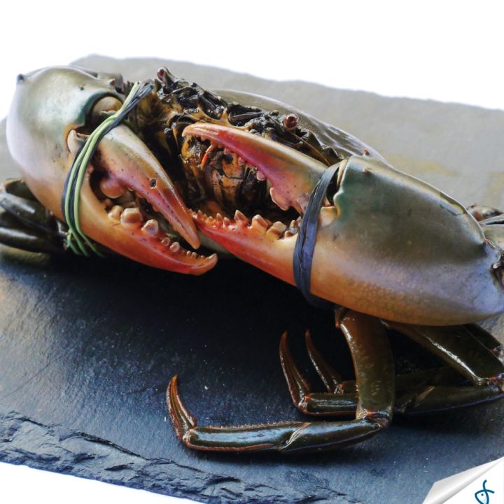 [SEACO] Live Medium Indonesia Crab | Lazada Singapore