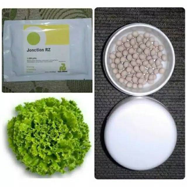 Benih Jonction RZ Batavia Lettuce Rijk Zwaan iso 50 pil | Lazada Indonesia