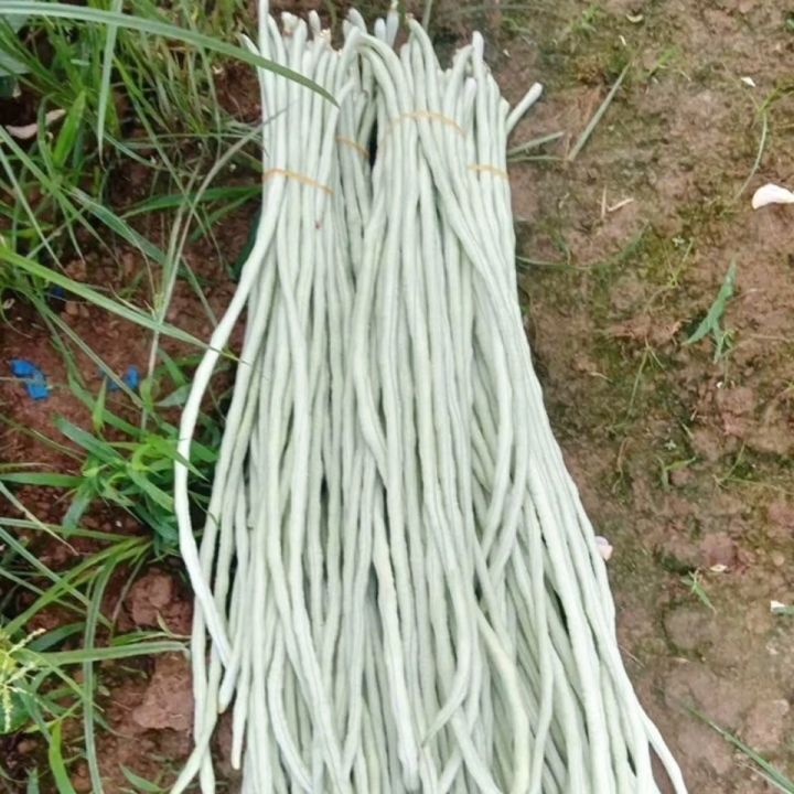 （10 seeds）White Pole Sitao Seeds - Sitao Long Seeds/Vegetable seeds ...