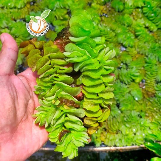 Azolla Aquarium Plant