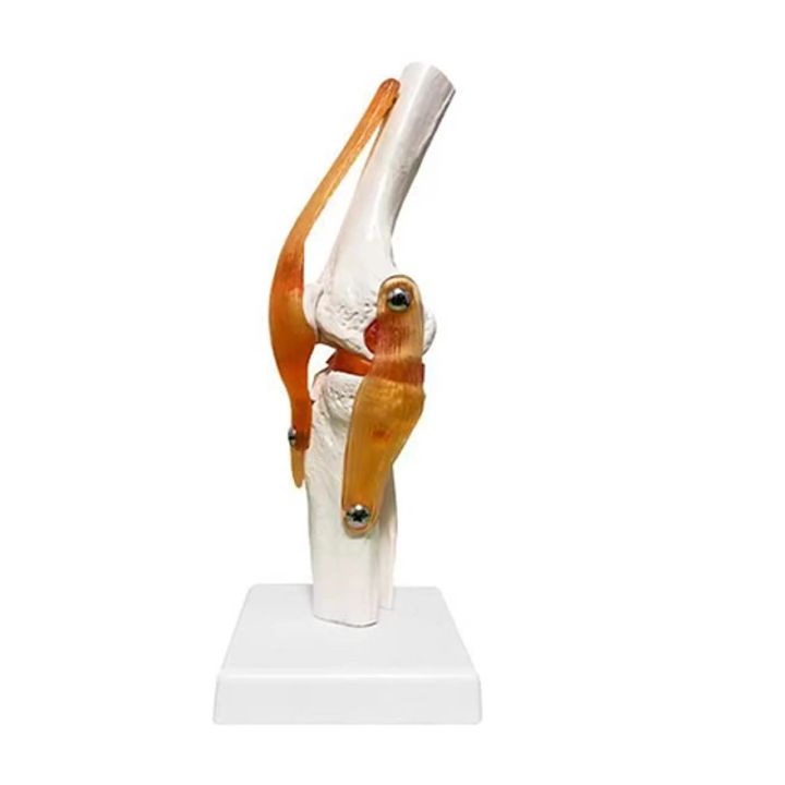 1:1 Lifesize s Human Knee Joint Anatomy Model Science Teaching ...