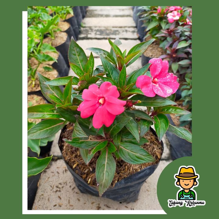 Tanaman Bibit Bunga Pacar Air Ungu Merah Orange Pink | Lazada Indonesia