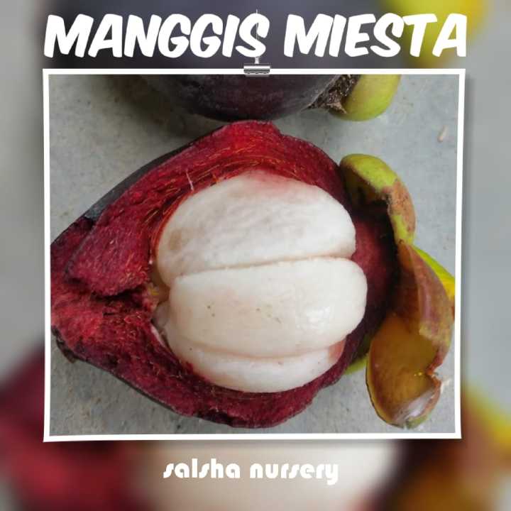 pokok MANGGIS MEISTA / manggis master / pokok manggis rendah cepat berbuah | Lazada