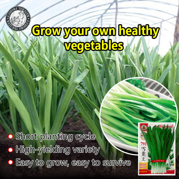 [Spot goods] Fresh Organic Chives Seed (300 Seed) Chinese Chives Seeds ...