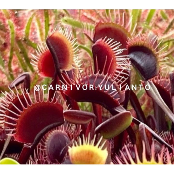 Biji Venus Fly Trap All Red Form | Lazada Indonesia