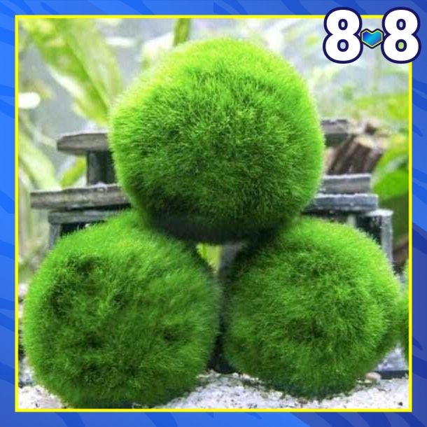 JAPAN IMPORT MARIMO / MOSS BALL / MOSS BALL PETS / LAKE BALL / NUTRIENT ...