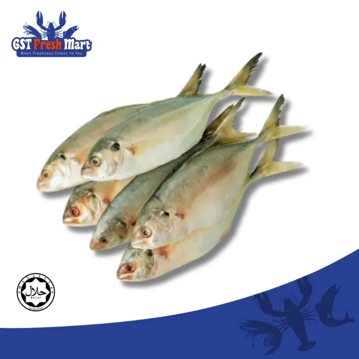 FROZEN IKAN SELAR (8-10 NOS) UNCLEANED 1KG/PKT 冷冻色拉鱼 - GST FRESH MART ...
