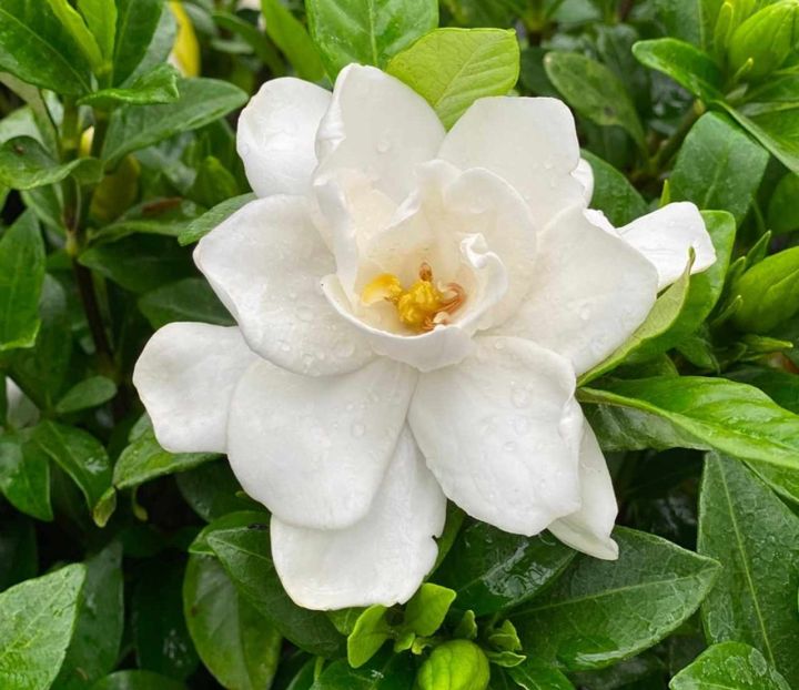 Rosal Plant/Gardenia Jasmine Free pot and pebbles - Live Plant and ...