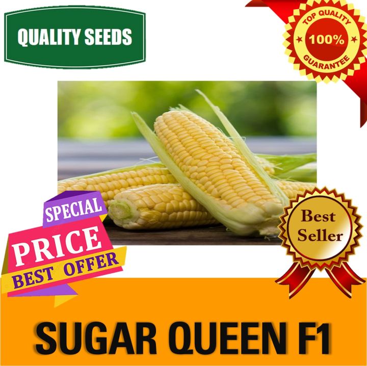 HYBRID SWEET CORN - SUGAR QUEEN F1 - CORN SEEDS | Lazada PH